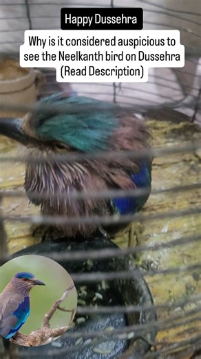 bollywood alert🔵 on Instagram: "Why is it considered auspicious to see the Neelkanth bird on Dussehra Dussehra, a major festival in India, is the celebration of good over evil, light prevailing over darkness, and truth over injustice. Although the festival is most famous for burning Ravana's effigies and a recitation of Lord Rama's tale of victory, a lot of subtle practices are incorporated into its observance. One of them is the practice that seeing the Neelkanth bird (known as the Indian roll