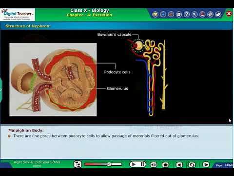 Structure of Nephron - Excretion, Class 10 Biology | Smart Class