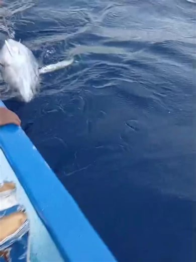 Expert Cow Tuna Fishing in Los Cabos