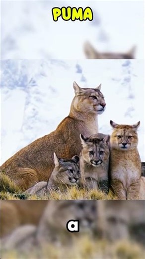 Puma: The Silent Hunter of the Americas