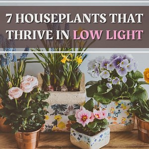 11K views · 280 reactions | These 7 plants thrive in low-light conditions and are also easy to grow. | Gardening Soul | Facebook