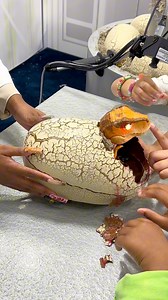 2.5M views · 47K reactions | Primal Hatch 練 #dino #spinmaster #toyfairnewyork | Dream Team’s World | Facebook