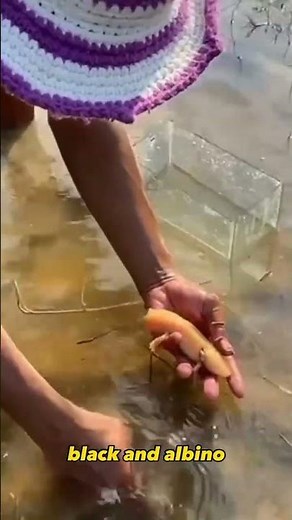 A Comprehensive Guide to Axolotl Care, Habitat, and Fascinating Facts"