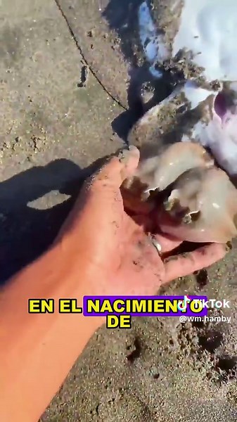 Strong Devil Rays: Fascinating Facts and Behavior