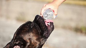 Viral Facebook Post About Dogs and Ice Water Is Not True