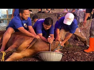 menjelang pemotongan Sapi Qurban Jumbo 2023 sekali tarik pake pisau super kecil || Idul Adha 1444.H👇