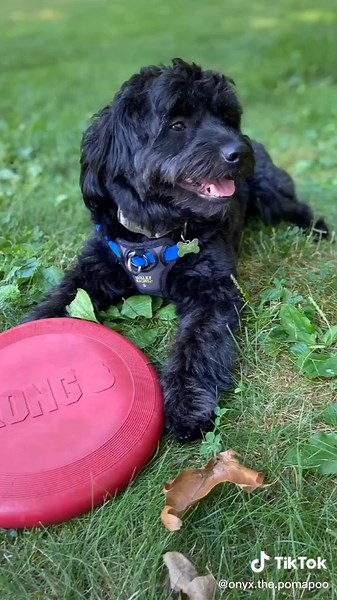 Pomapoo Puppy Me vs Adult Me Transformation