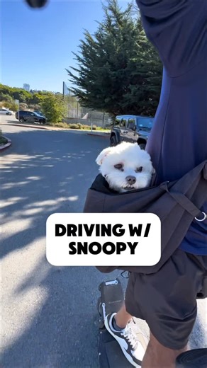 Driving with @snoopssnoopy on our @ridehelmetapp #escooter. What a pro sidekick. 🐾🐾 | Arjun Rai