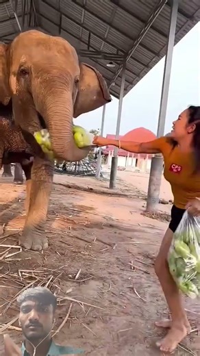 ELEPHANT 🐘 is mango 🥭 fruits 😋 #animals #worldwildlifeday #funny #wildliferescue #wildlife