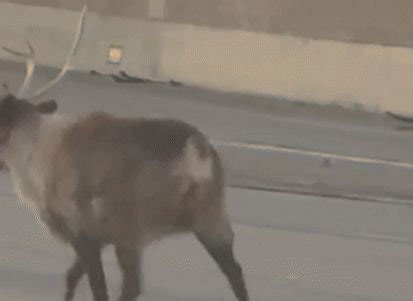 Reindeer spotted running down San Fernando Freeway