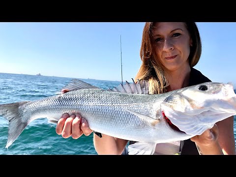 Bass Fishing UK - Fish Locker Team - Bass, Pollack and Wrasse.