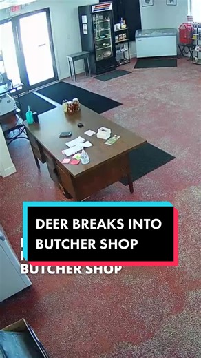 Deer Crashes Into Butcher Shop in Moorhead, Minnesota