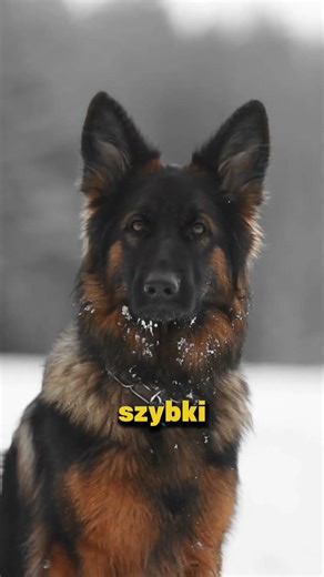 Najszybsze Psy⚡️🦮