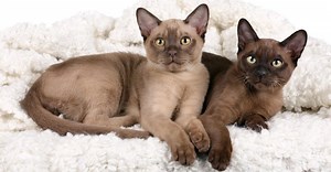Burmese Cat Colors: Rarest to Most Common