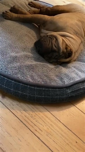 4.2K views · 279 reactions | Turn up the volume…Princess and Zeus are having a snoring contest. ❤️ They even snore alike!! | Vancouver Shar Pei Rescue | Facebook