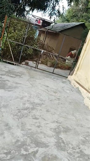 Instagram video by Shakuntla Devi • Oct 8, 2025 at 3:32 AM