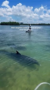 You never forget the first time a dolphin swims beside your kayak, especially when you can see it glide right beside you! 💙 🏝️ It’s peaceful, breathtaking, and 100% Sarasota * #getupandgosarasota #clearkayaking #ecotour #sarasotafl #sarasota #lovefl #visitflorida #dolphinsighting | Get Up And Go Kayaking