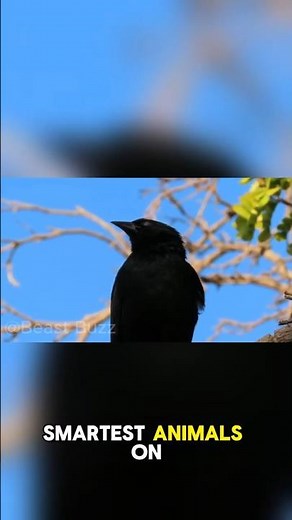 The surprising intelligence of crows