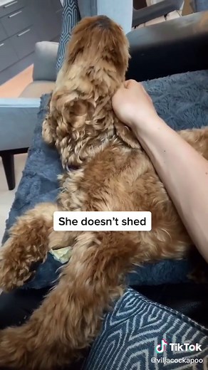 Cute Cockapoo and Cocker Spaniel Poodle Mix Puppies