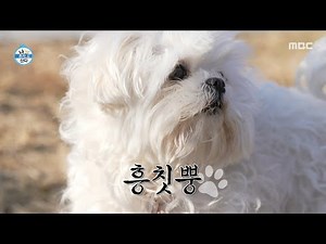 [나 혼자 산다] 다른 강아지와 노는 구성환에 질투 폭발하는 꽃분이🐾, MBC 251128 방송