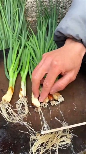 Amazing Onion Root Rapid Cutting Skills 👌 . . . . . #OnionCutting #ASMRShorts #CookingSkills #FoodArt #SatisfyingVideos | Amazing insight