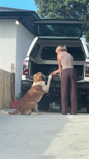 Just my wife and her dream dog 🤣 #saintbernard #dog #wife #dogsofttiktok #funnydog