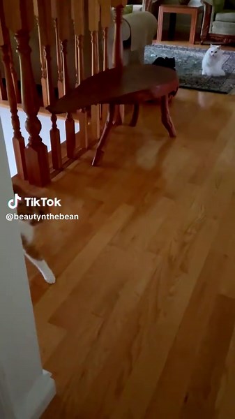 Hilarious Cat Runs for His Life After Getting Spooked 👻