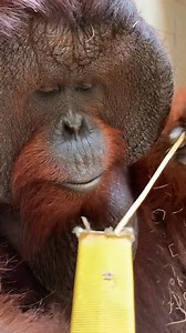 Did you know orangutans can use tools? Goyang enjoyed using a twig to scoop treats out of this repurposed fire hose. Some wild orangutans have been observed probing logs with sticks in hopes of finding honey. 📷: Animal care professional Devon #ZooTampa #UnlockTampaBay #orangutans #orangutans #greatapes #primates #loveanimals | ZooTampa at Lowry Park