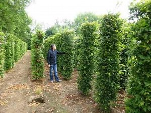 Hedge Plants | Instant & Mature Hedges from Hedgeworx
