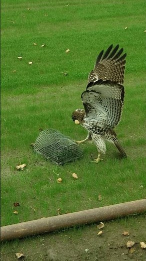 Falconry Trapping Hawk