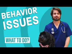 Why Is My Dog Behaving Badly?