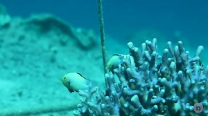 Scientists Learn from a Fish School