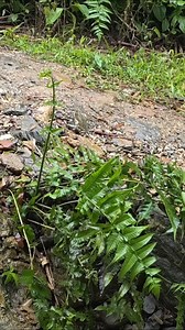 422K views · 6K reactions | Diep's fishing skills, using PVC pipes combined with bamboo to create traps and catch a lot of fish. #bac_wanderingboy #trapfish #fishtrappingskills | Aziza Smuts | Facebook
