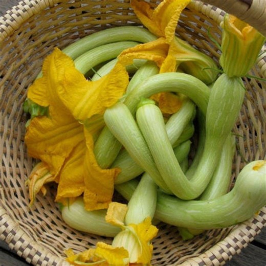 Tromboncino Squash Seeds: Italian Heirloom, Non-gmo - Etsy