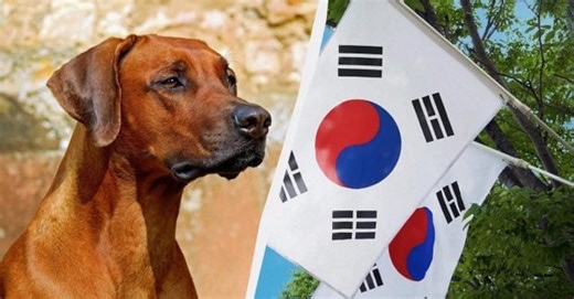 В шести странах мира до сих пор едят собак: это не только Корея