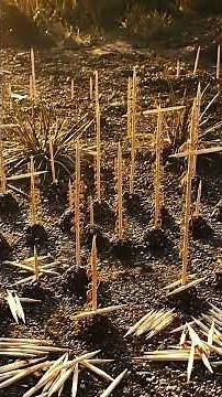 These Ants Built a House with TOOTHPICKS?! 🐜🏠 | Time-lapse #Shorts