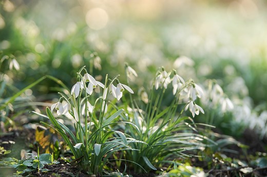How to plant snowdrops in the green for a hopeful hint of spring