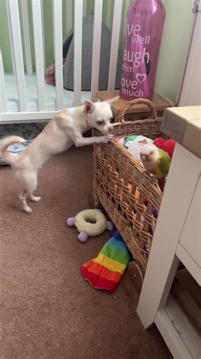 Playtime Adventures with Chihuahua and Parrot