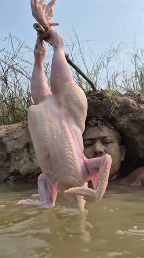 Using One Chicken For Hunting One Big Fish #fishing #trap #trapfishing #shorts