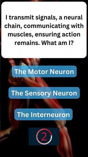 Fun Fact About Your Muscles You Won’t Believe! 💪 #MuscularSystem 31