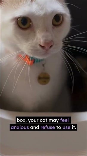 Why Your Cat Quit the Litter Box 😼 (The Secret Reason!) #CatBehavior #CatFacts #CatLovers