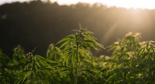 Cannabis Tax Could Rise as Santa Barbara Scrambles to Close Budget Deficit - edhat