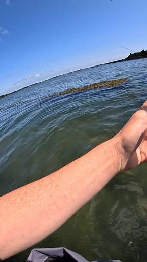 162K views · 816 reactions | Encore une belle action au FEED POPPER 70 Ultimate Fishing #bar #pecheur #seabassfishing #seabass | Julien Fishing | Facebook