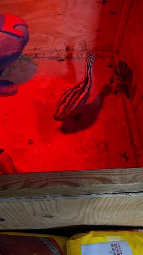 The babies are home!! we are getting them a carpet for in there it just hasn't gotten here yet. Ari and Limi❤️❤️ #emu #baby #chick #farm