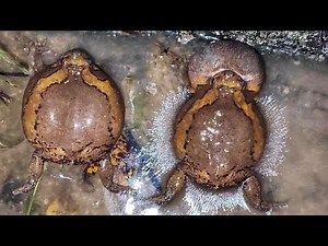 frog sounds activity at night - bullfrogs sound