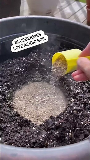 Blueberry Planting Tips 🫐