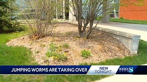 48K views · 229 reactions | An invasive worm species has been found in 12 Iowa counties, including Polk County. | KCCI | Facebook