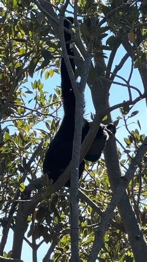 ENDANGERED SPECIES SIAMANG GIBBON MAKING LOUD GREAT CALL NOISE ANIMAL SHORTS CUTENESS OVERLOAD