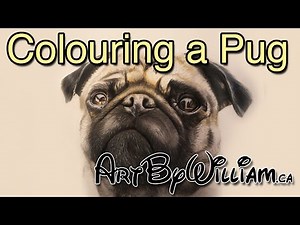 How to color a Pug (dog) in Colored Pencil and Pastel
