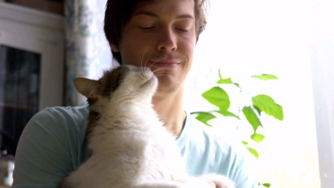 Comfort Zone Multi-Cat Calming Diffuser Refills - Reduce Tension and Stress for Cats and Kittens - Walmart.com